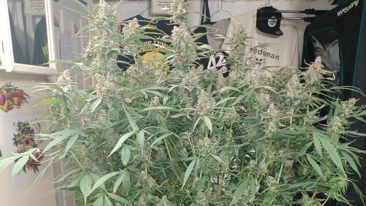 Harvest Day Purple Ryder Autoflower from Doctor's Choice Agrogardens ...