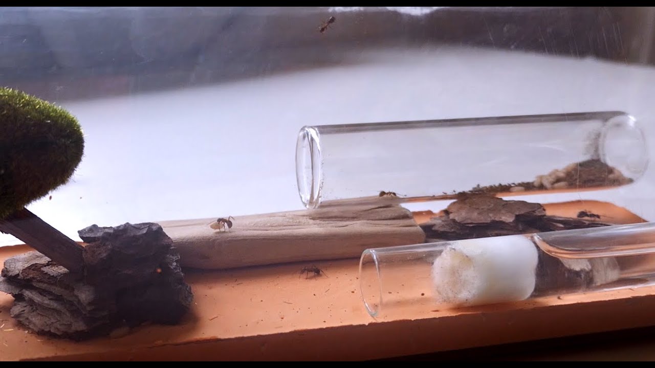 Simulating a raid for my blood red ants (Formica Sanguinea) - YouTube