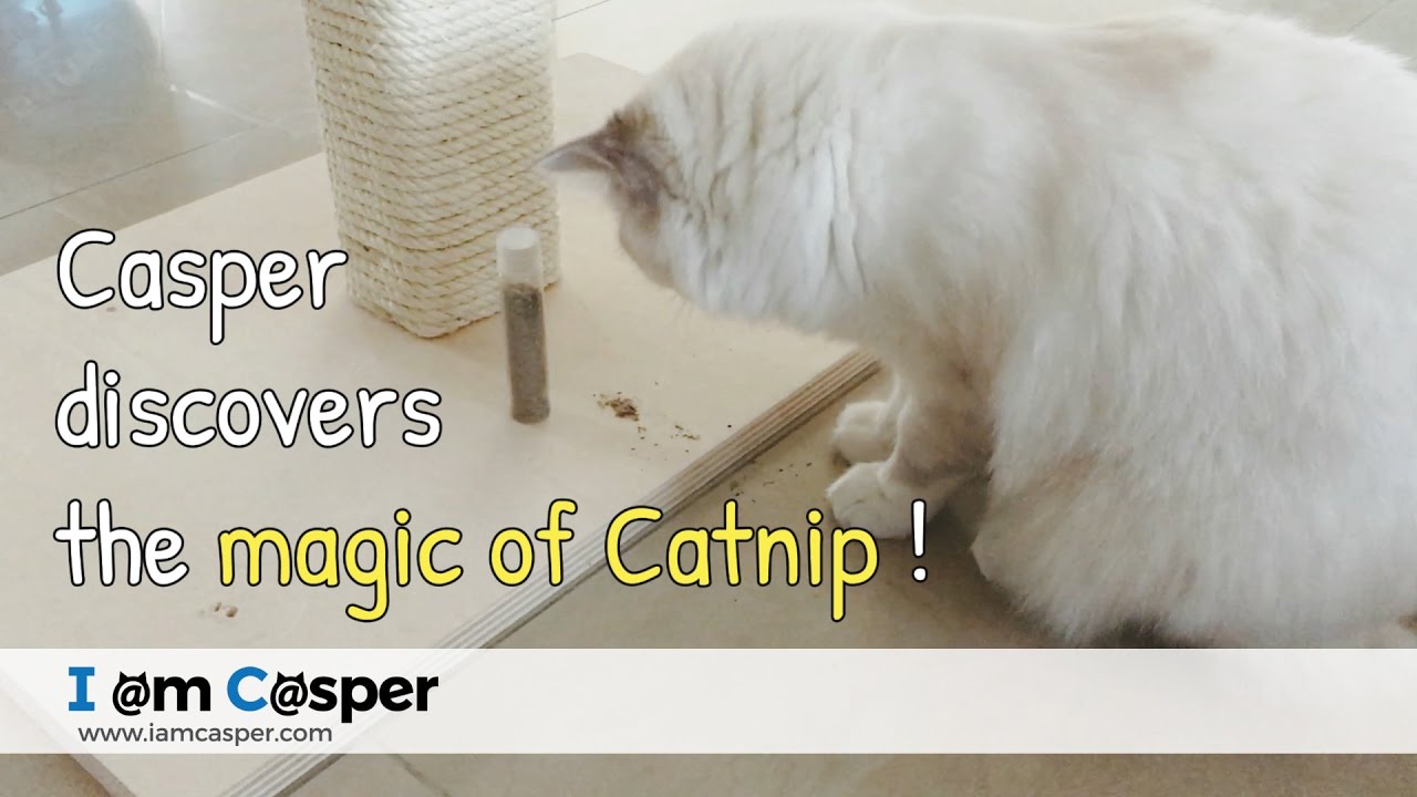 Casper gets high after discovering the magic of catnip - YouTube