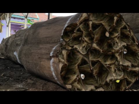 Found at the Bottom of the Earth || Very Valuable Ancient Wood Fossils