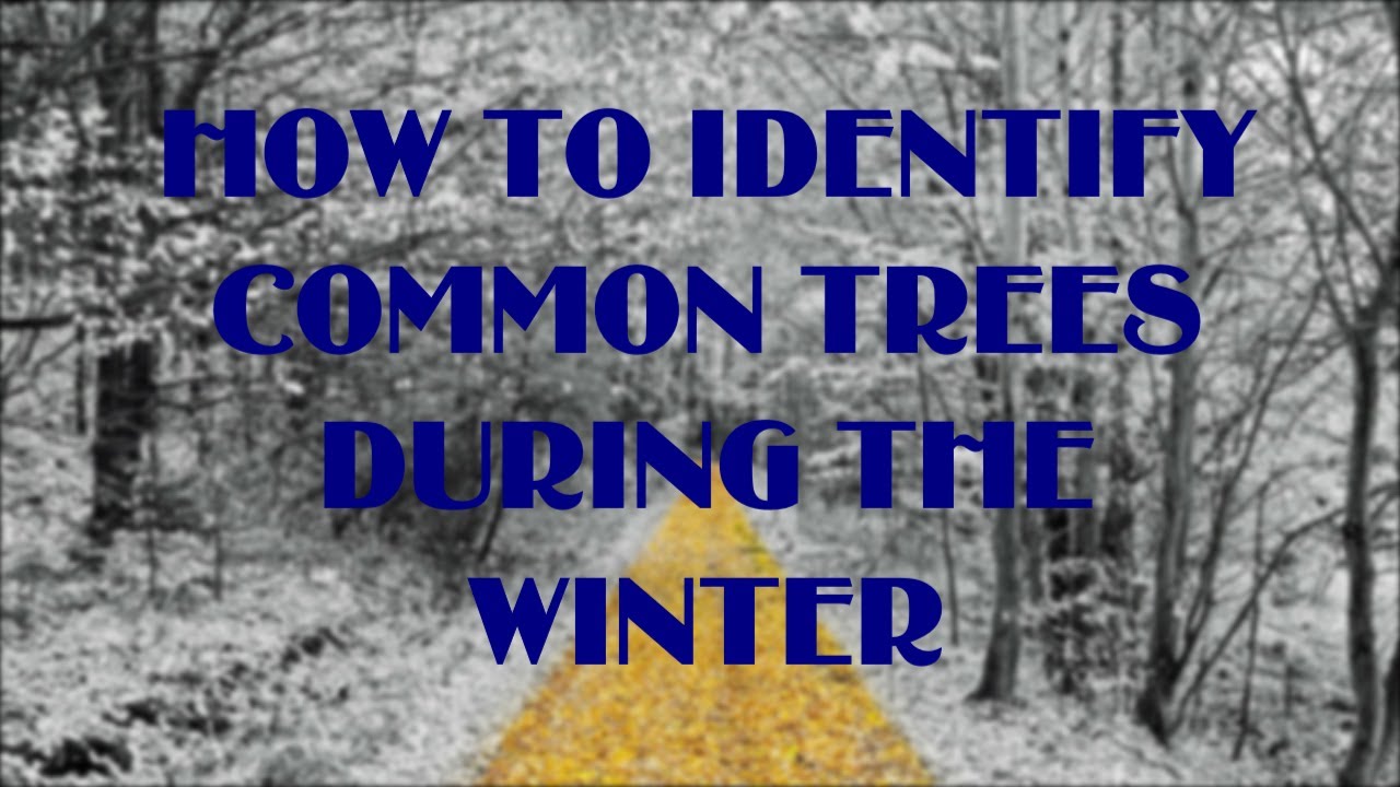Recognizing And Identifying Trees During Winter - YouTube