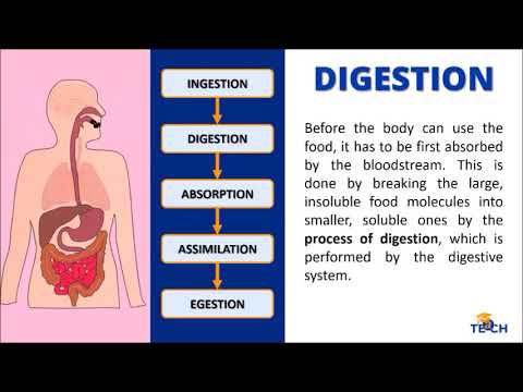 Science 8 - Life Processes: Ingestion, Digestion, Absorption, Assimilation, and Egestion