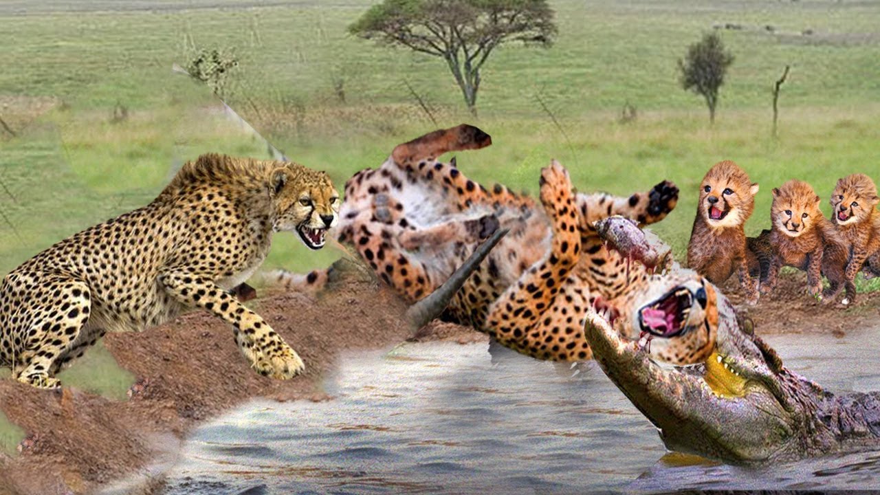 Cheetah Took Her Cubs Crossing River But Unfortunately Fell Into ...