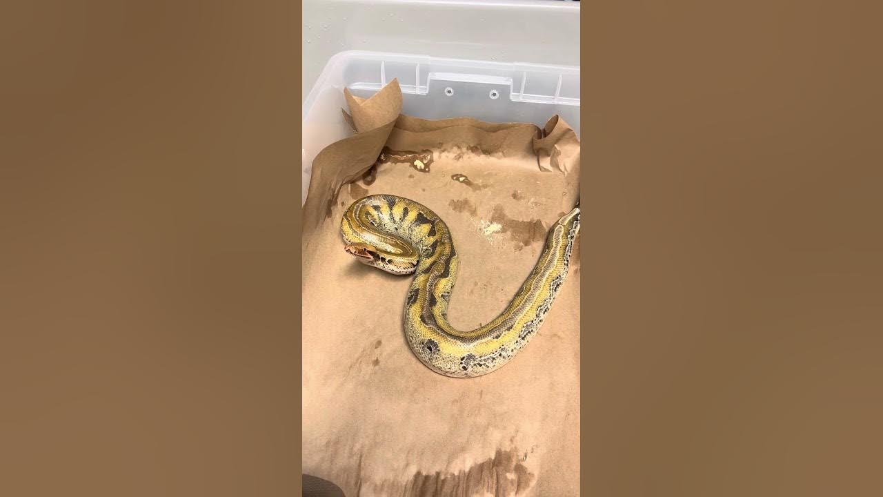 Dealing with a stressed Borneo short-tailed python - YouTube