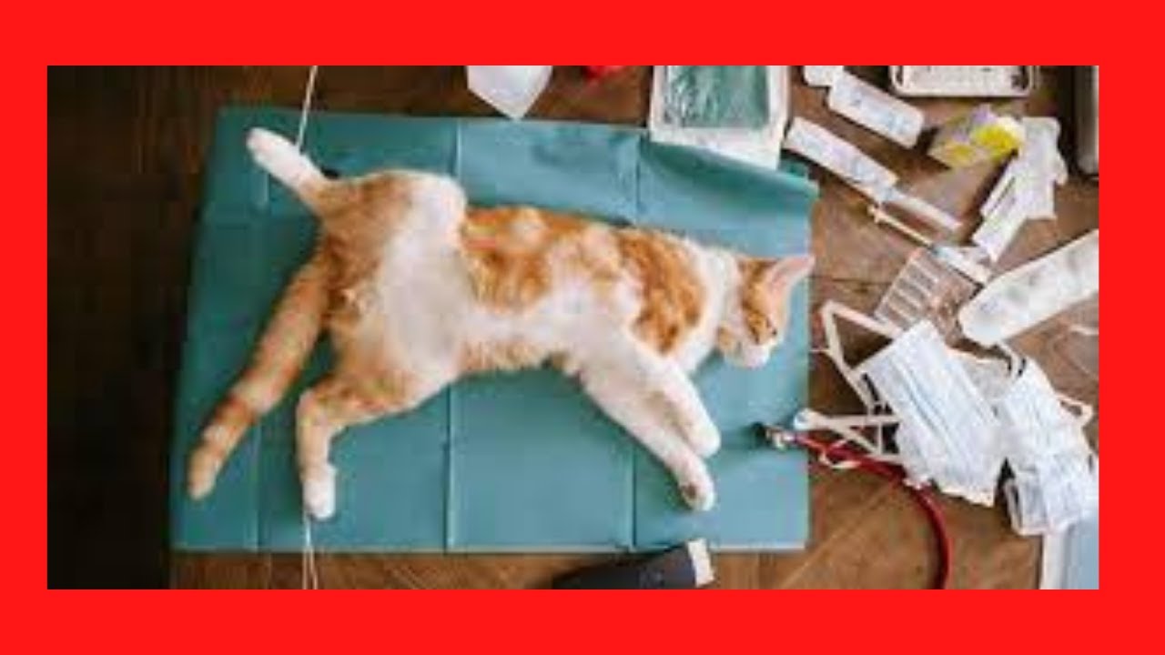 [+VENTAJAS y DESVENTAJAS de CASTRAR a un GATO+]pros y contras de ...