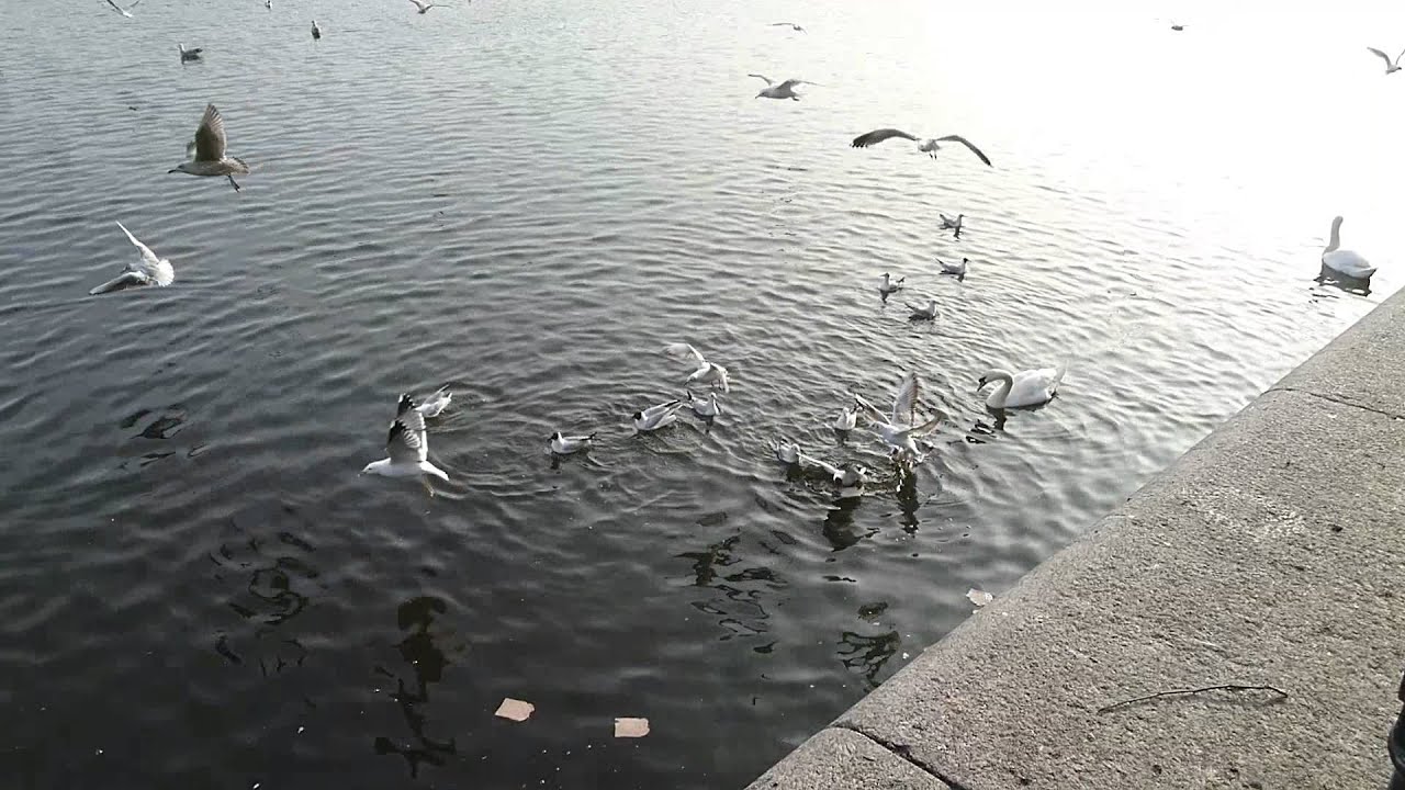 Mine! Mine! Mine! Seagull swarming the local swans and geese. - YouTube