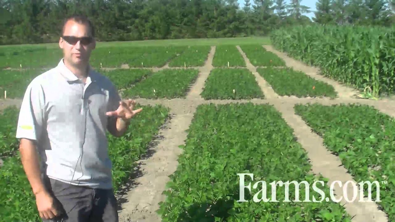 Agronomy Video: Managing White Mold in Dry Beans. - YouTube