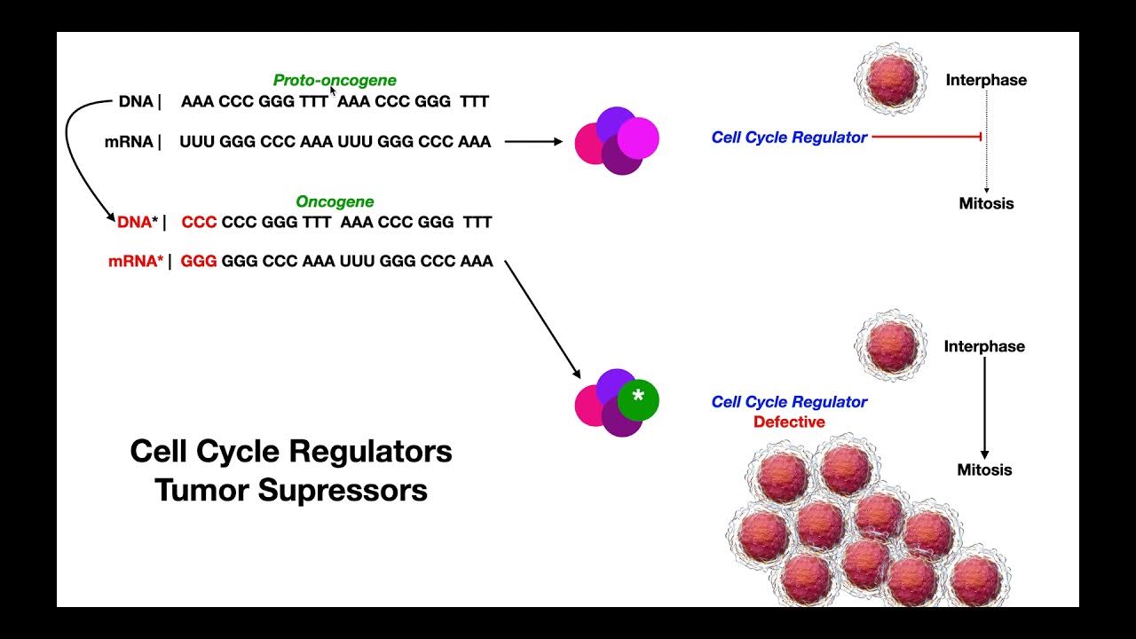 Tumor Suppressor Genes And Proto Oncogenes