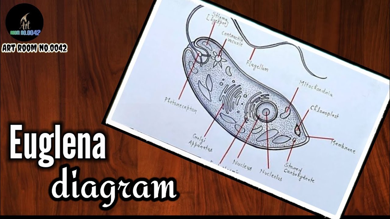 how to draw euglena diagram / euglena diagram easly step by step ...