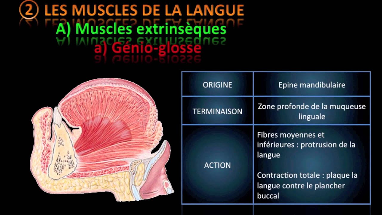 Anatomie de la Langue - UE Master - YouTube