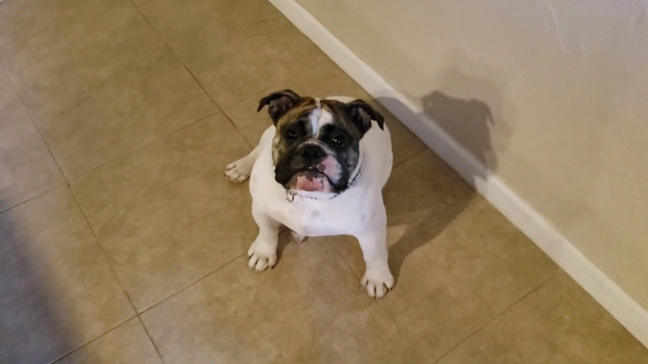 English Bulldog Puppy/ Obedience Training - YouTube