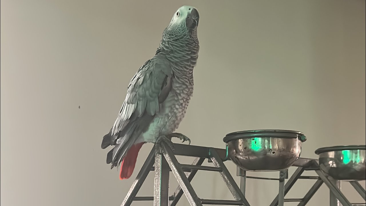 Talking parrot| African grey |funny toty - YouTube