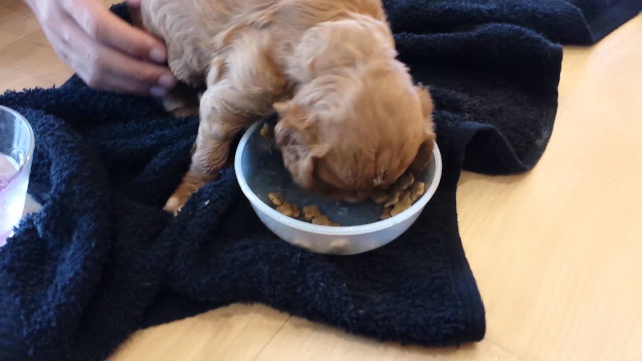 Found puppy - YouTube