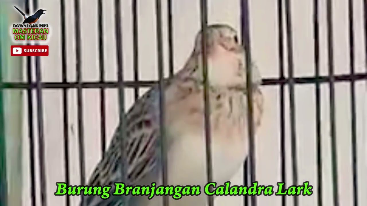 Suara Burung Branjangan Jenis Calandra Lark Yang gacor - YouTube