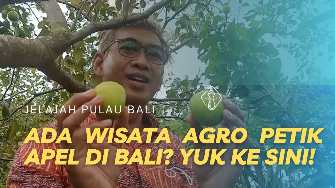 AGROWISATA PETIK APEL INDIA DI JEMBRANA | JELAJAH BALI - YouTube