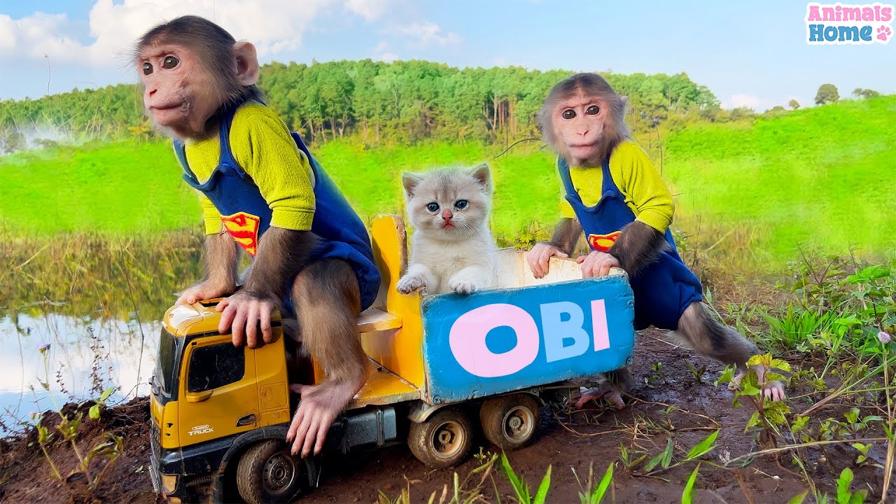 Smart baby monkey Obi helps kittens get out of the rain - YouTube