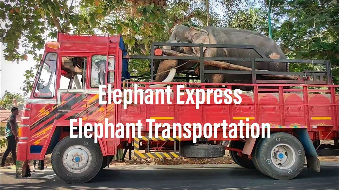 How are elephants transported? I saw a Special Truck for Elephant ...
