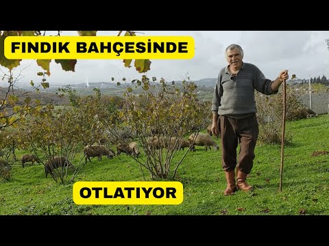 Fındık Bahçesinde Koyunlar Harika Otluyor!