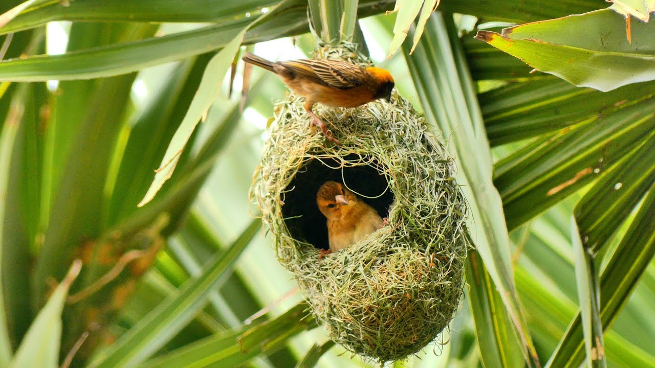 Ep18 Impressive Bird Construction Golden Bird Build Nest - YouTube