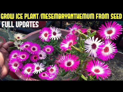 How To Make Ice Plant Seeds