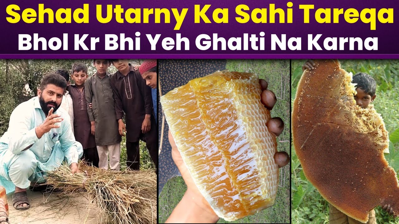 Shehad Utarny Ka Sahi Tareqa | honey harvesting | Pendu Plus | jungli ...
