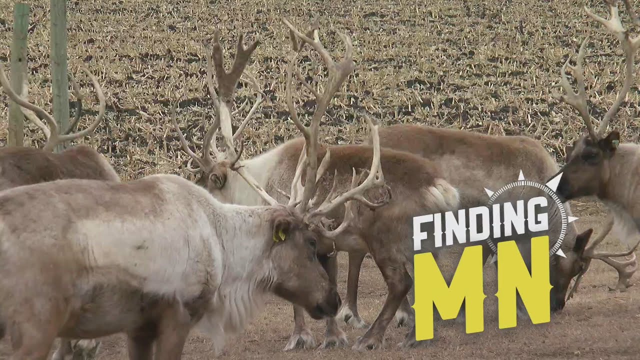 A Look At One Of The Country's Largest Reindeer Farms - YouTube