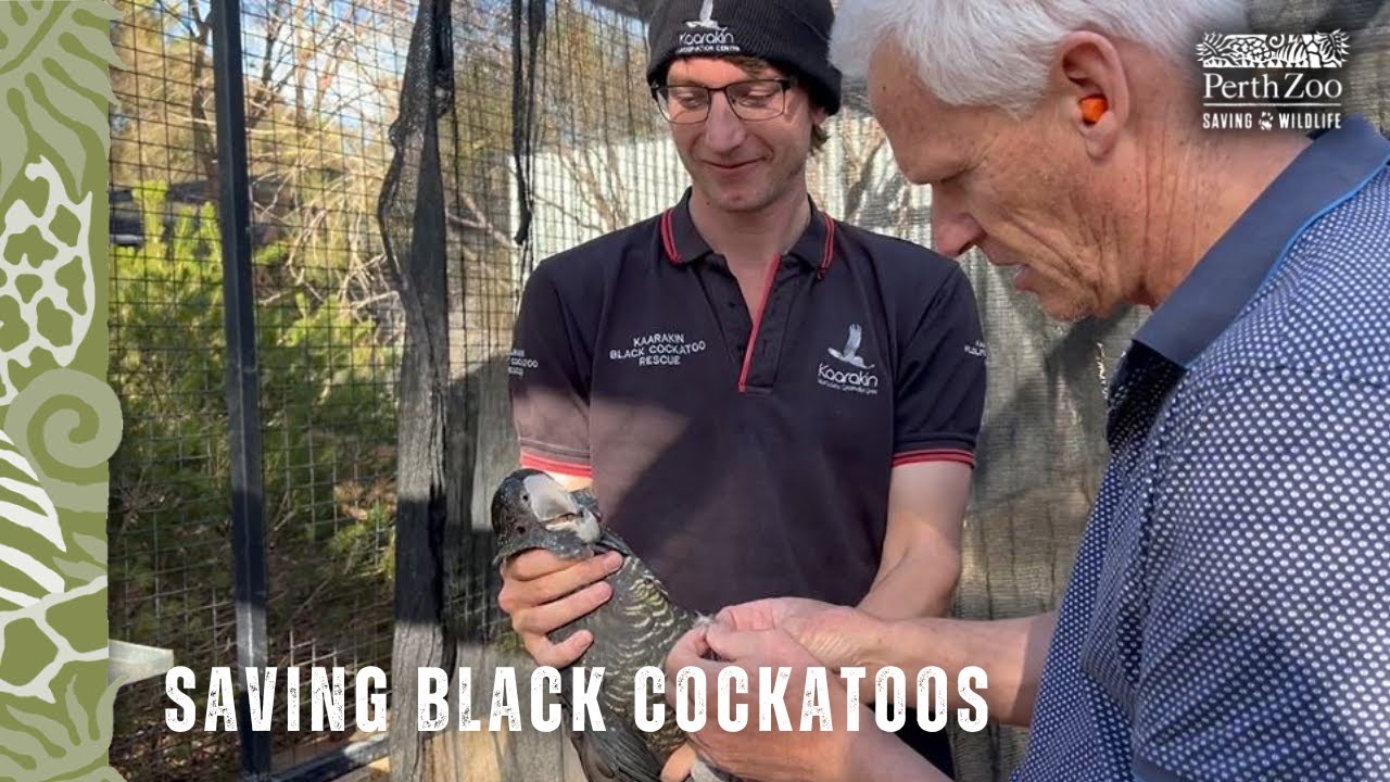 Saving wild cockatoos: Meet research associate Dr. Peter Mawson - YouTube