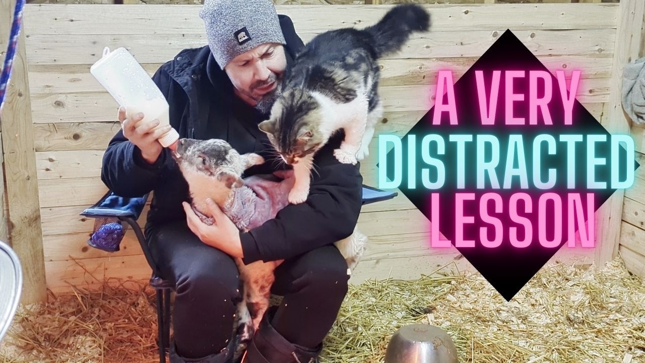 Very distracted bottle feeding lesson: The barn cat wants to join in ...