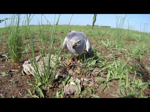 Montagu's Harrier male is eating eggs of Terek Sandpiper
