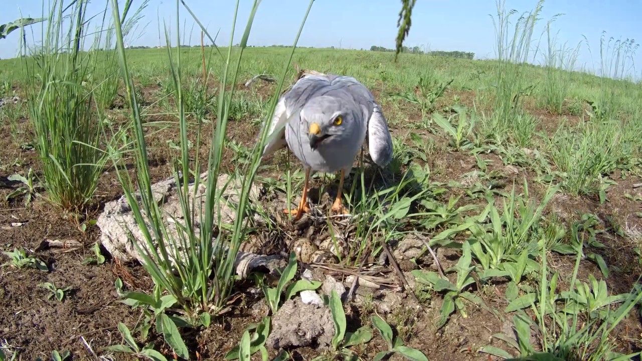 Montagu's Harrier male is eating eggs of Terek Sandpiper - YouTube
