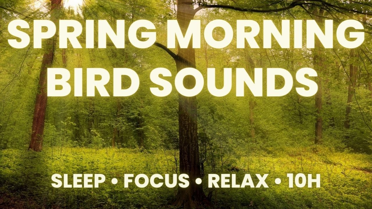 Bird Sounds in the Morning Hours on a Spring Morning • 10H - YouTube