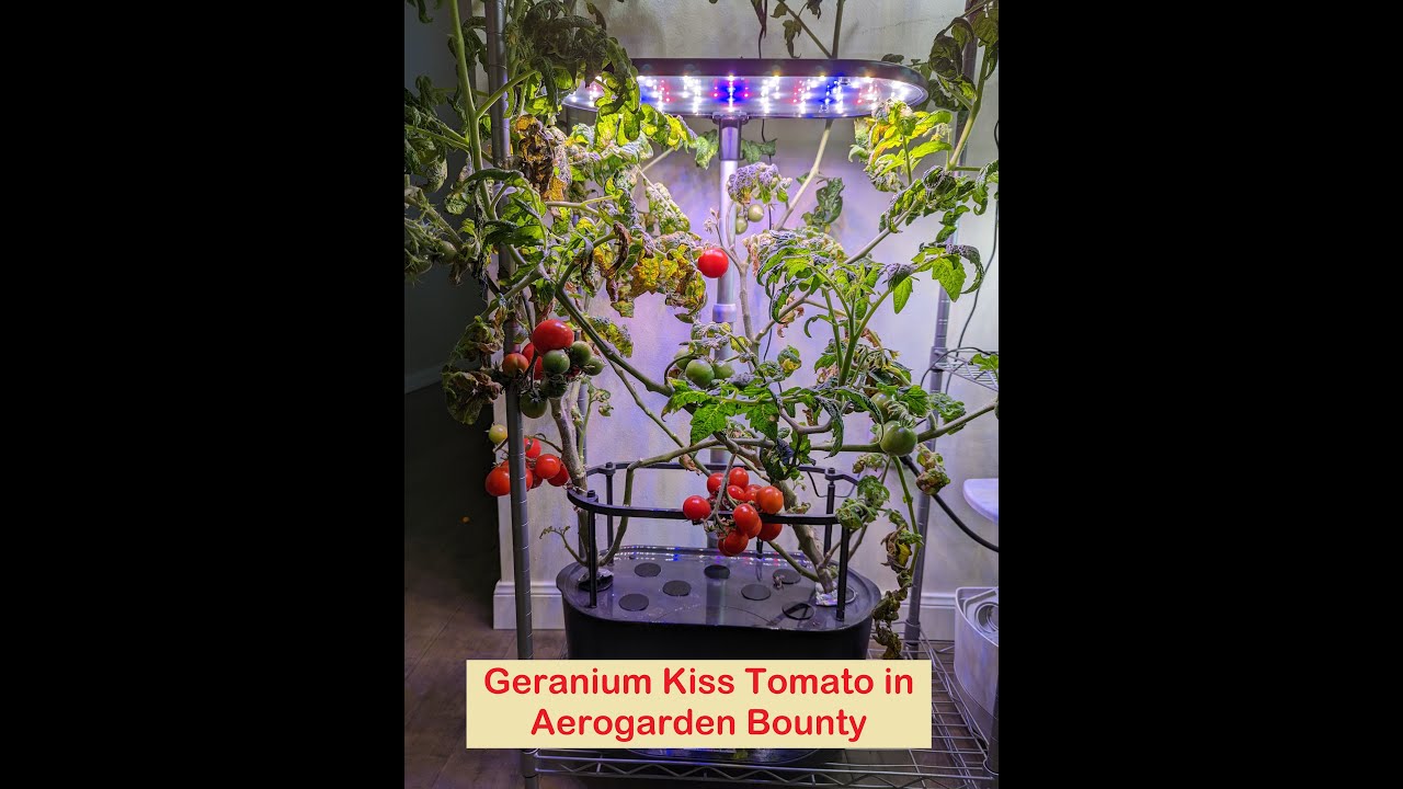 Grow Geranium Kiss Tomatoes in Aerogarden Bounty | Hydroponics - YouTube