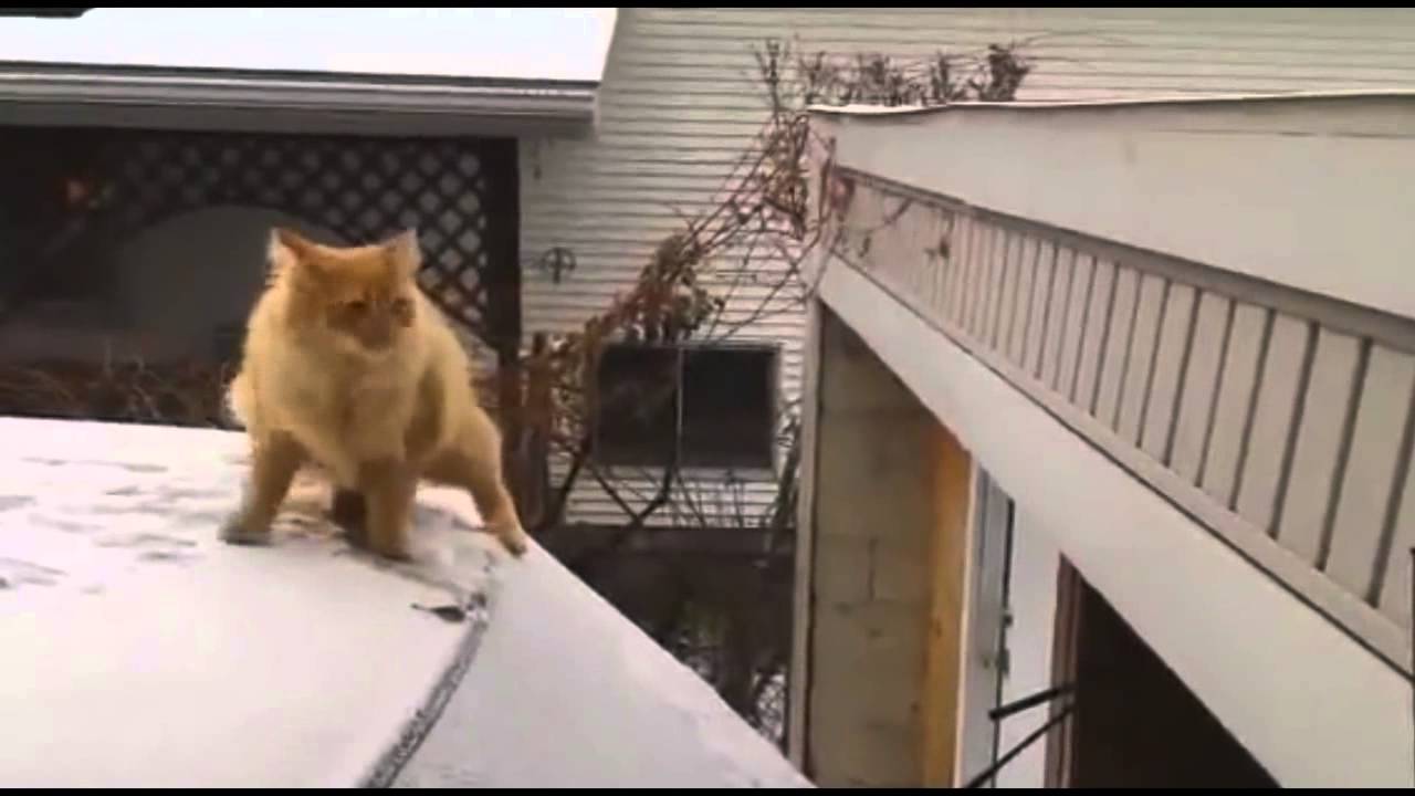 Gato tentando pular na neve - YouTube