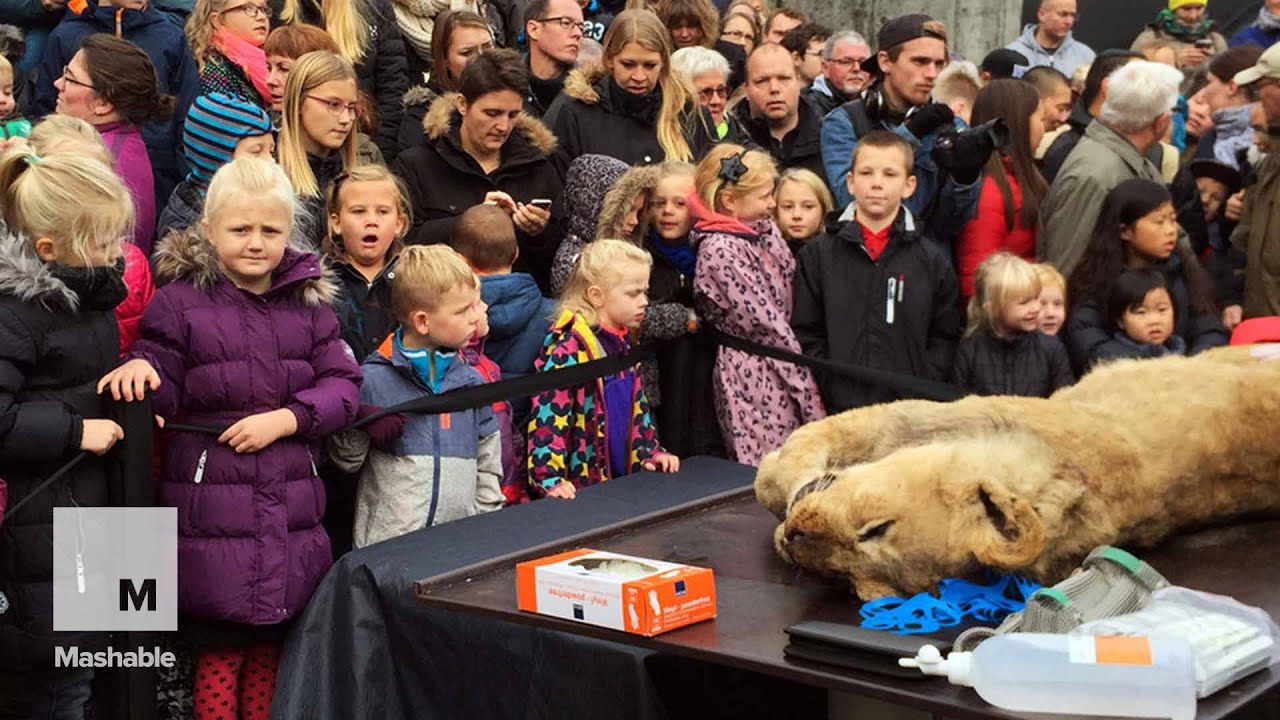 Denmark Zoo Dissects a Lion in Front of Hundreds of People | Mashable ...