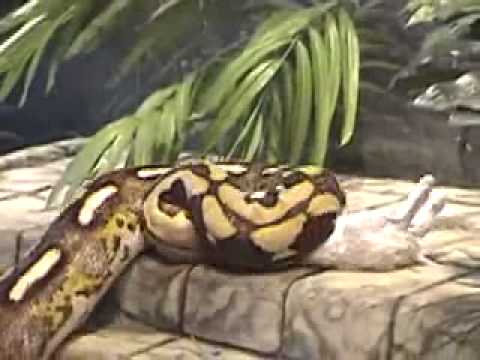 World's Longest Snake Guinness World Records - YouTube