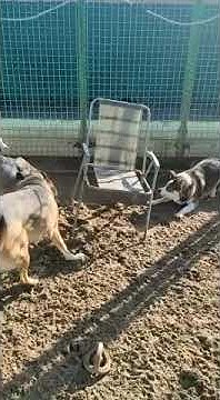 Маленькое белое привидение Каспер на общем выгуле среди больших собак ...