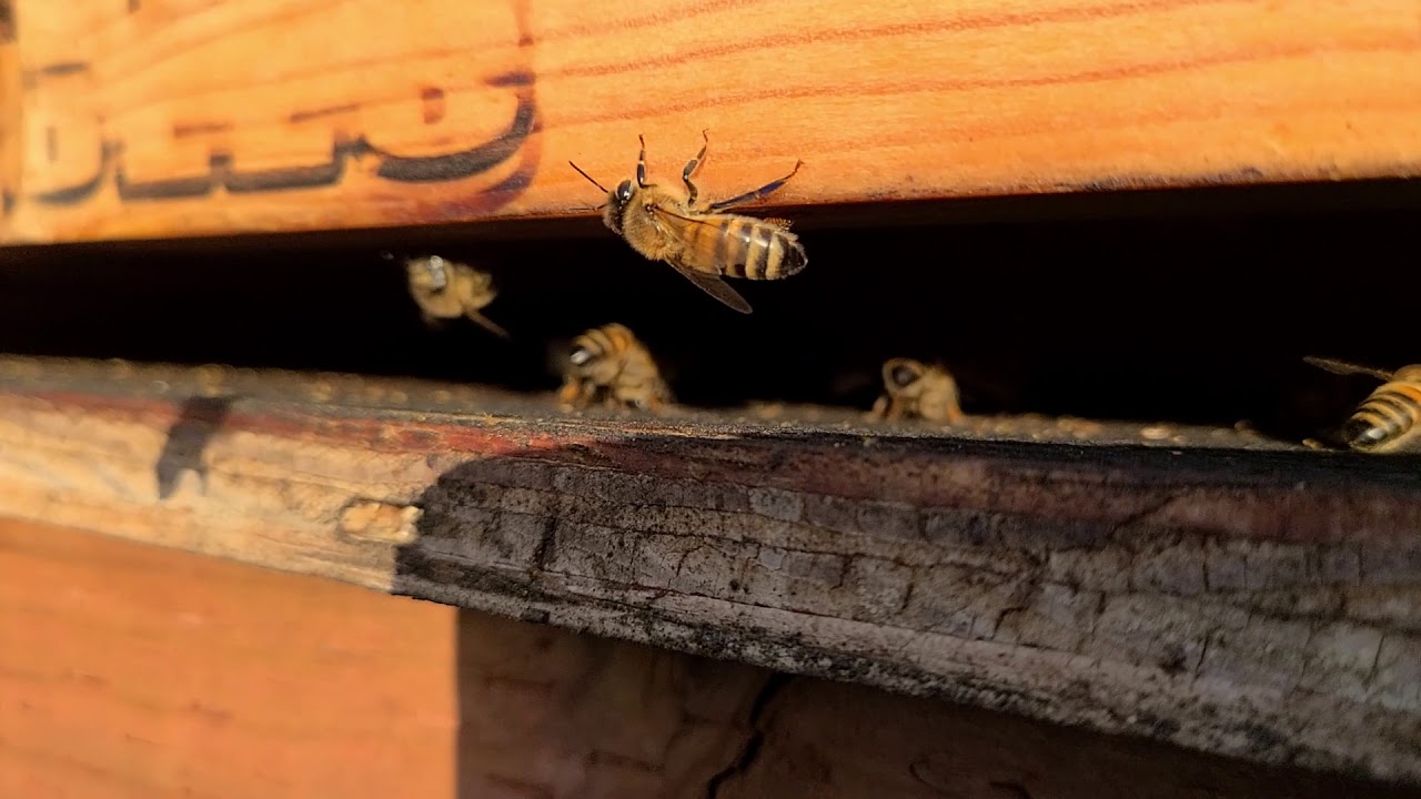 Bee productive - YouTube