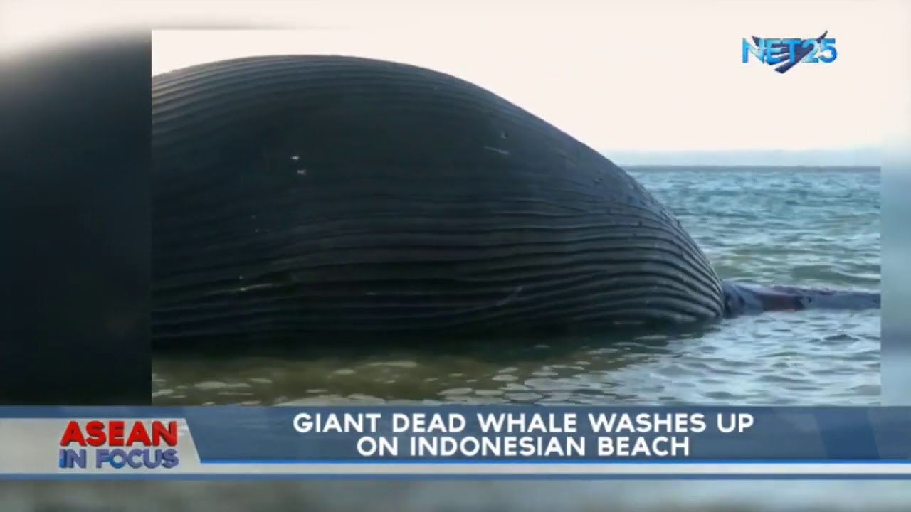 Giant dead whale washes up on Indonesian beach - YouTube