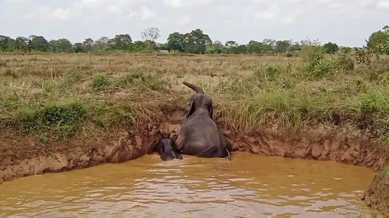 Helping hand to poor elephant starving in an abandoned well - YouTube