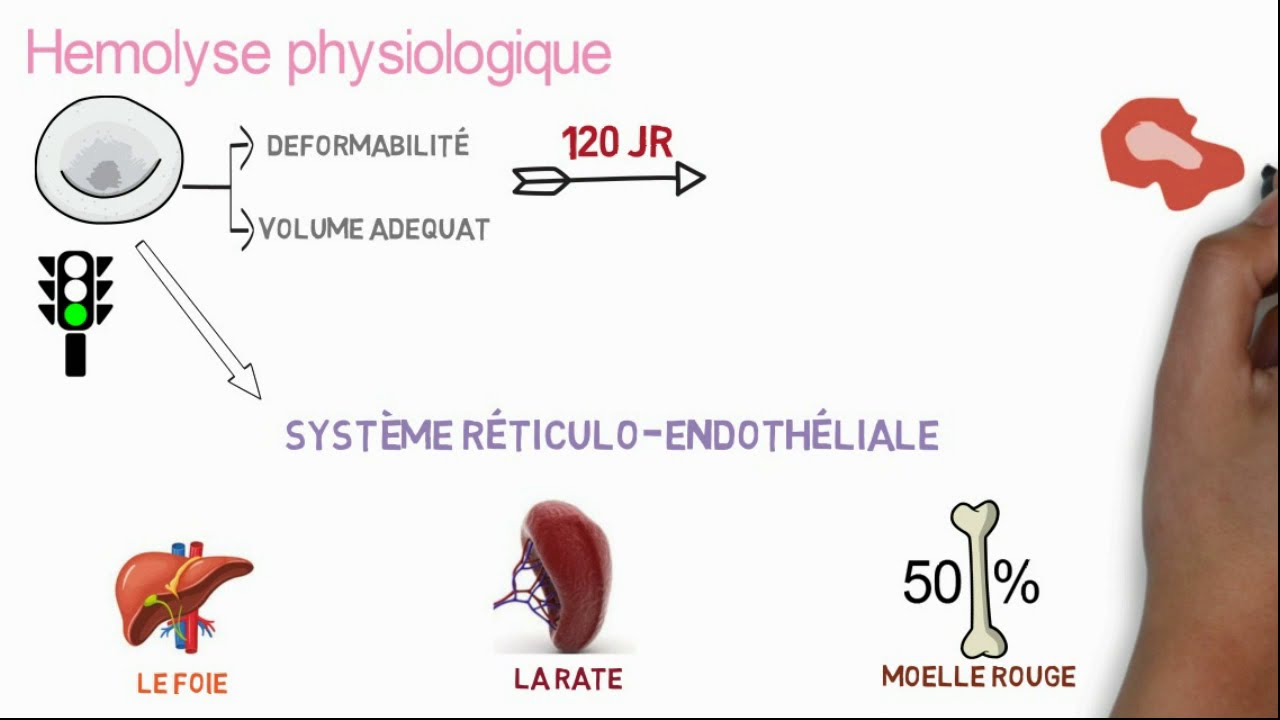 Comprendre l'anémie hémolytique en 10 min !!!! - YouTube