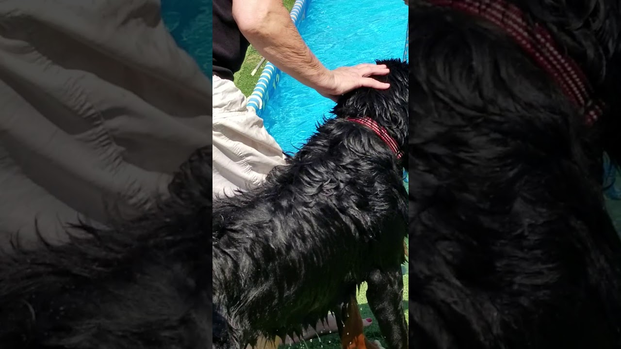Hazel not sure about swimming - YouTube