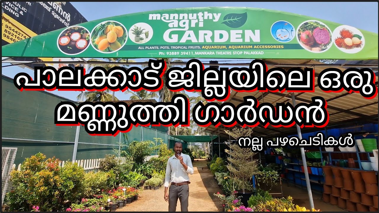 Mannuthy agri garden nursery || palakkad, mankara|| Fruit plants ...