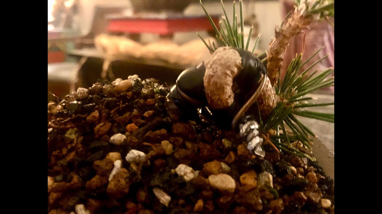 Patricia O'Connor, The Bonsai Balcony: Part Three. Repotting our Shohin ...
