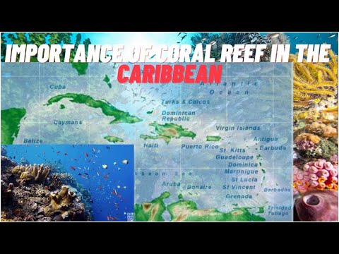 Importance of coral reef in the Caribbean (CSEC Geography) - YouTube