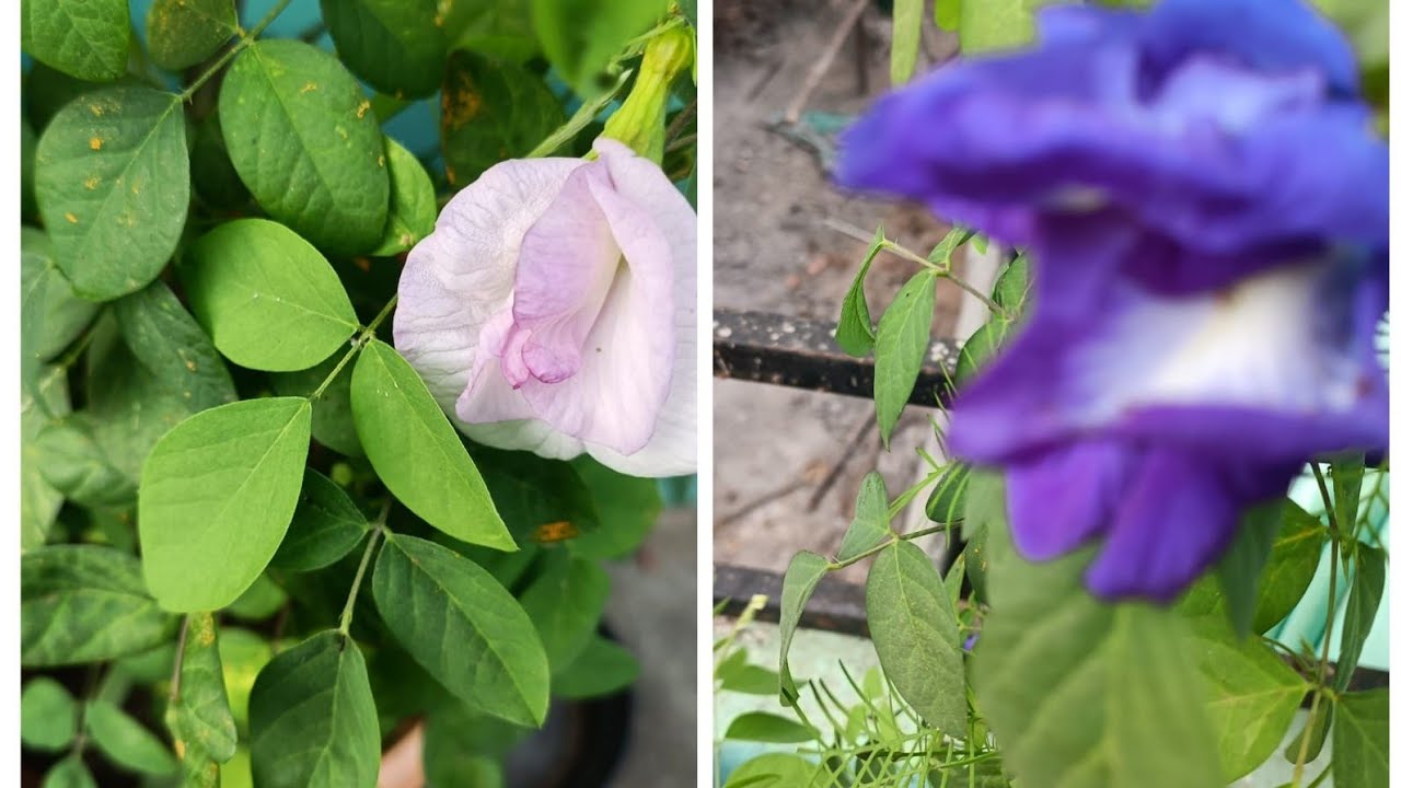 Shanku flowers in our garden - YouTube