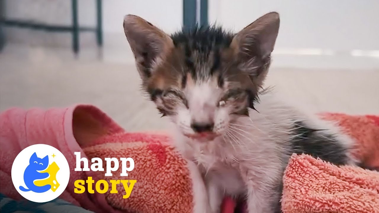From Tiny Stray to Loving Lap Cat - Heartwarming Rescue Story! | HAPP - YouTube