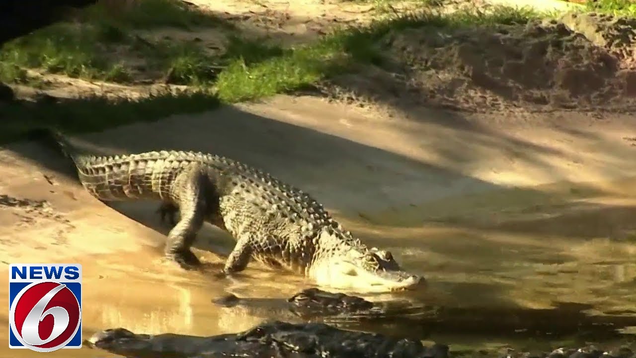 Two gators find forever home at Gatorland Orlando - YouTube