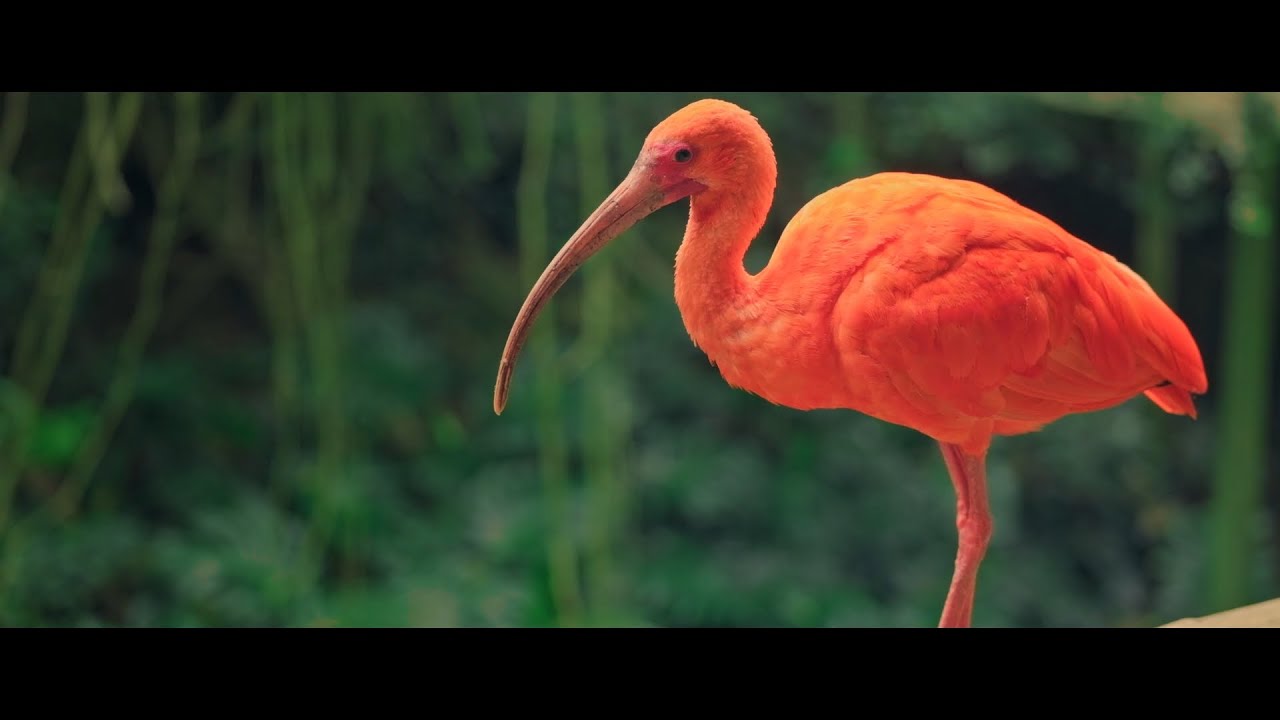 Color Reel 2020 - YouTube