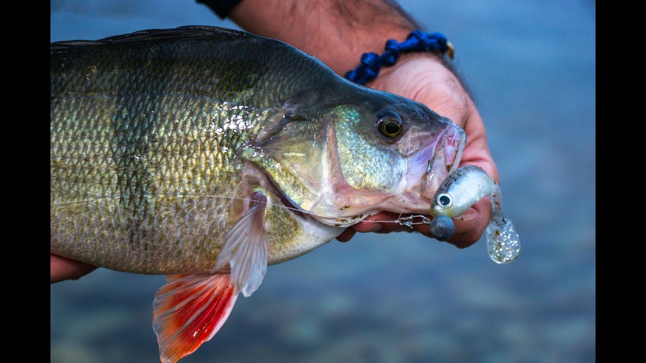 Pescando percas fluviatilis y algo más.... - YouTube