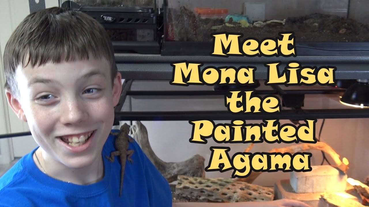 Meet Mona Lisa the Painted Agama with Painted Agama Set Up - YouTube